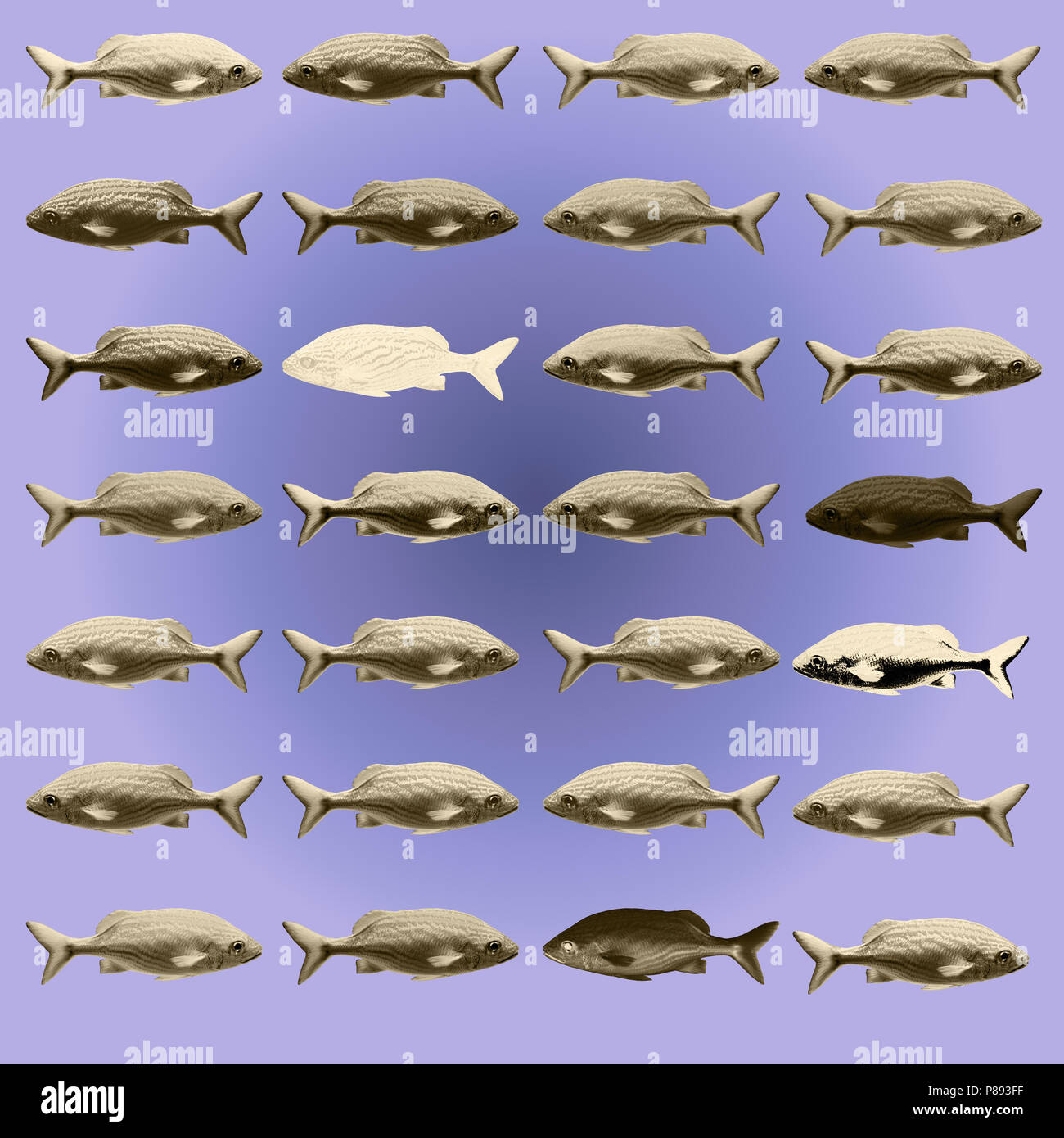 Digitally enhanced image of 28 color variations of a sea fish Stock ...