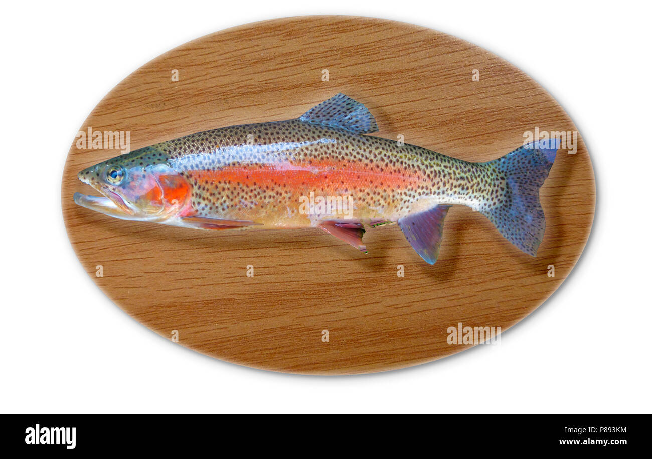 Mounted fish hi-res stock photography and images - Alamy