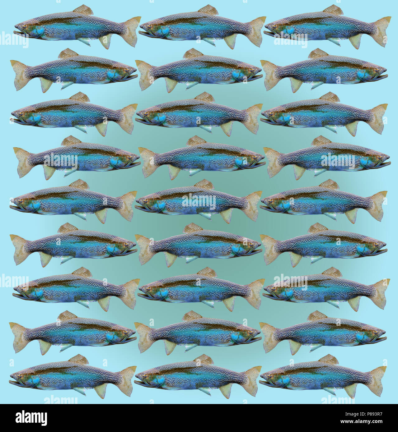 pattern of 27 trout fish in a repeating pattern on aquamarine ...