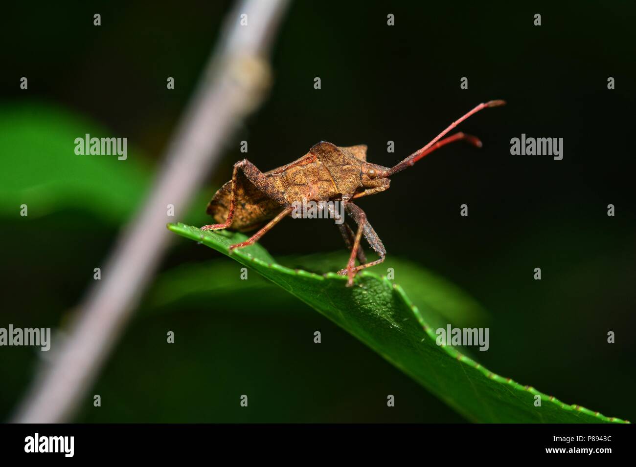 Brown shield bug hi-res stock photography and images - Alamy