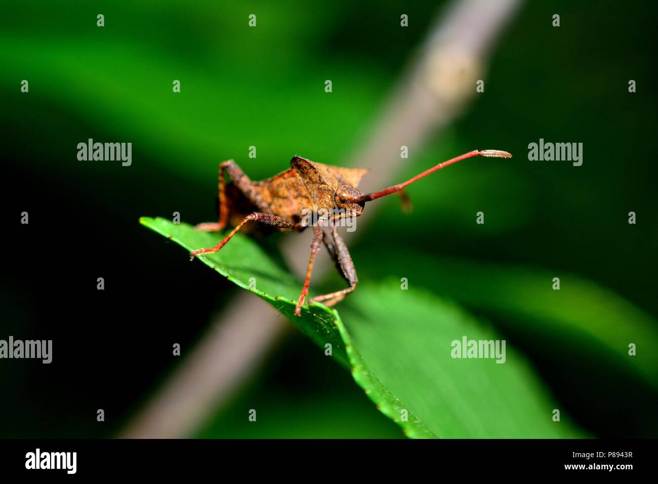 Brown shield bug hi-res stock photography and images - Alamy