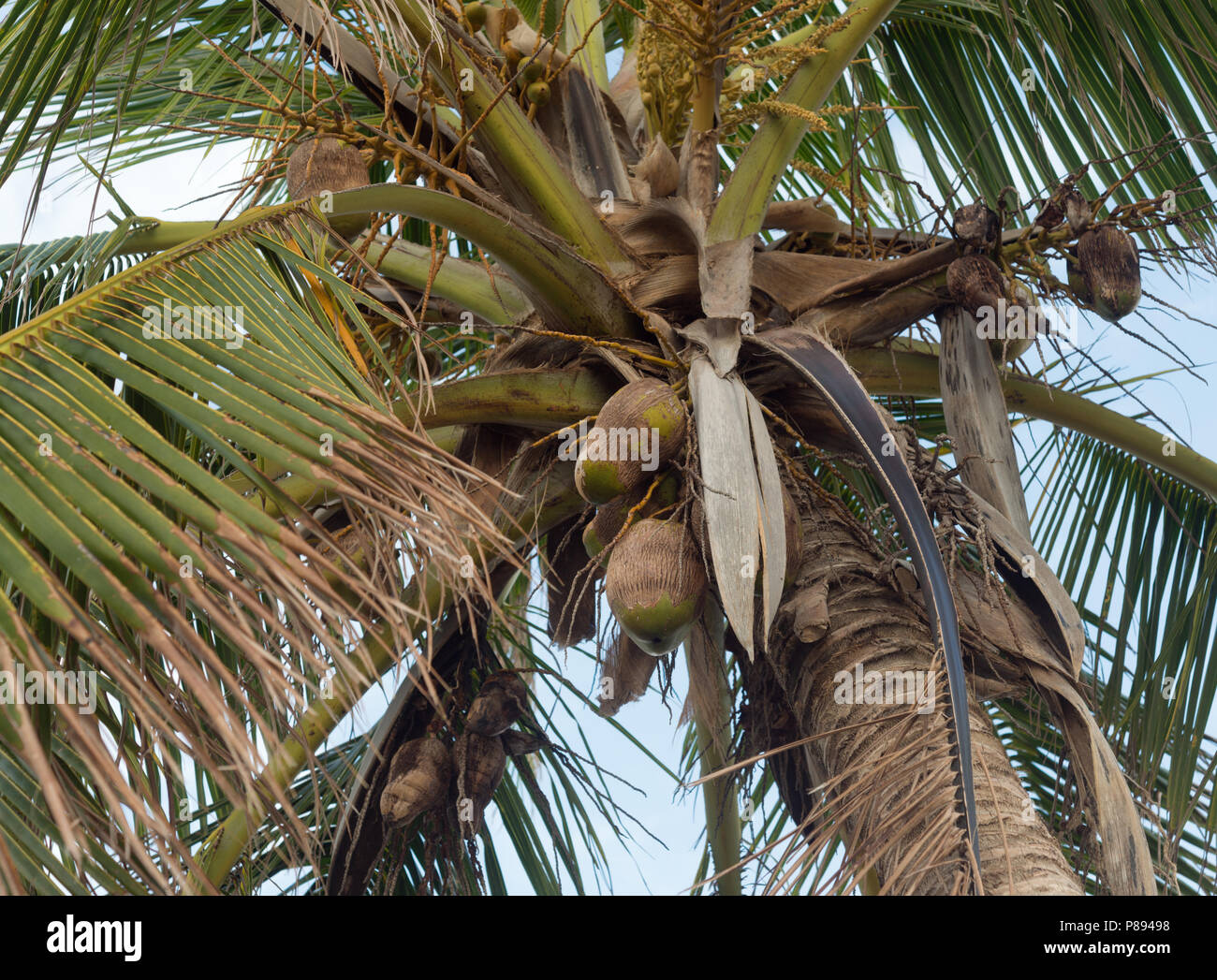Cocos nuts hi-res stock photography and images - Alamy