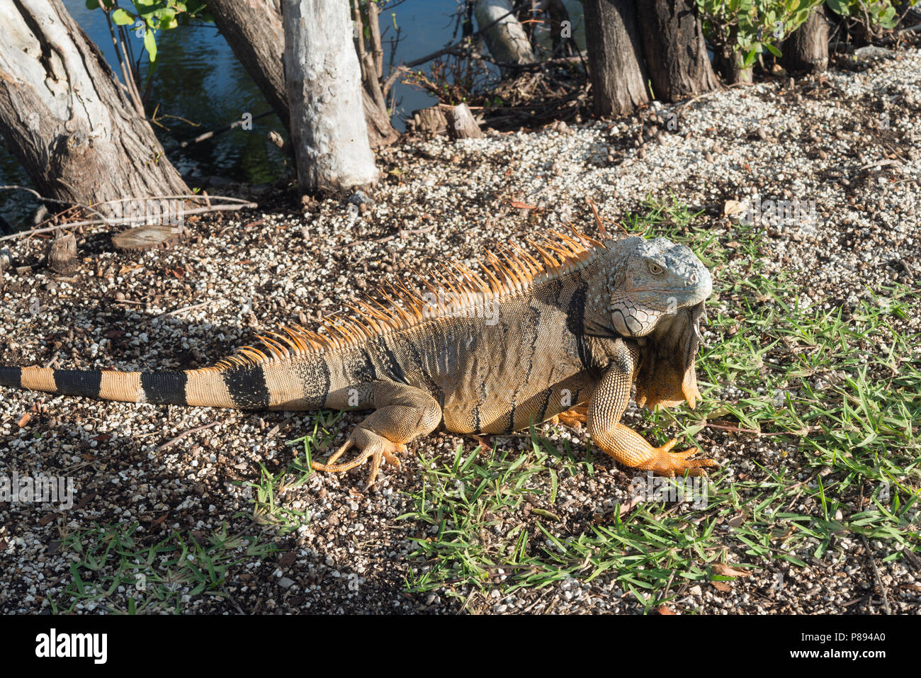 Iguana iguana in Florida, USA Stock Photo - Alamy