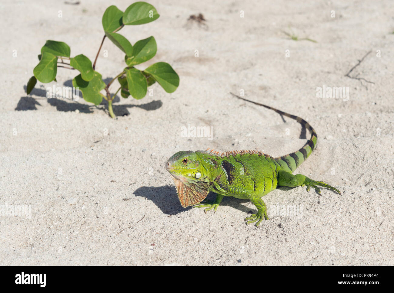 Iguana iguana in Florida, USA Stock Photo - Alamy