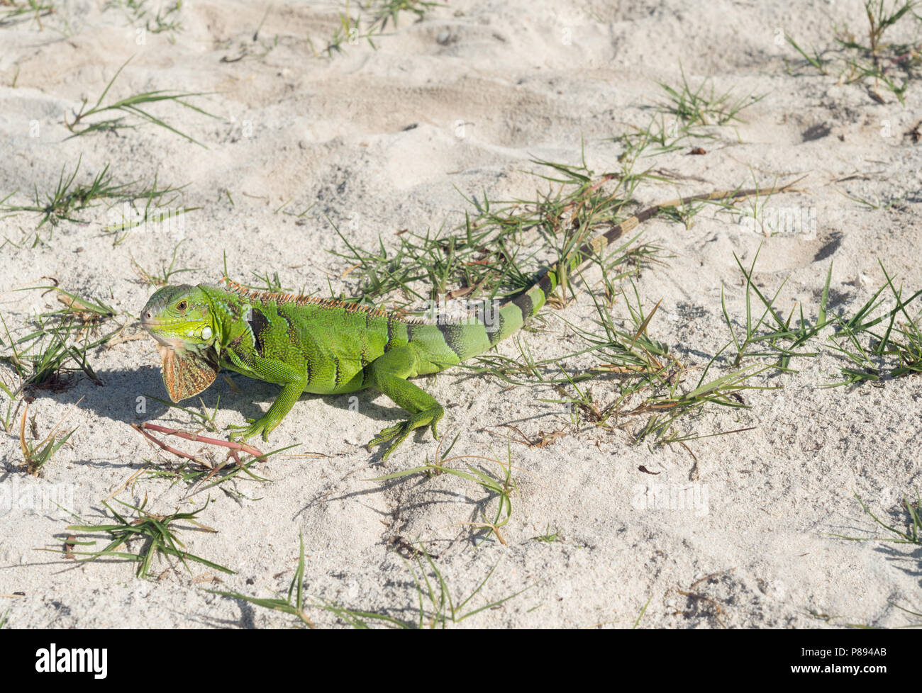 Iguana iguana in Florida, USA Stock Photo - Alamy