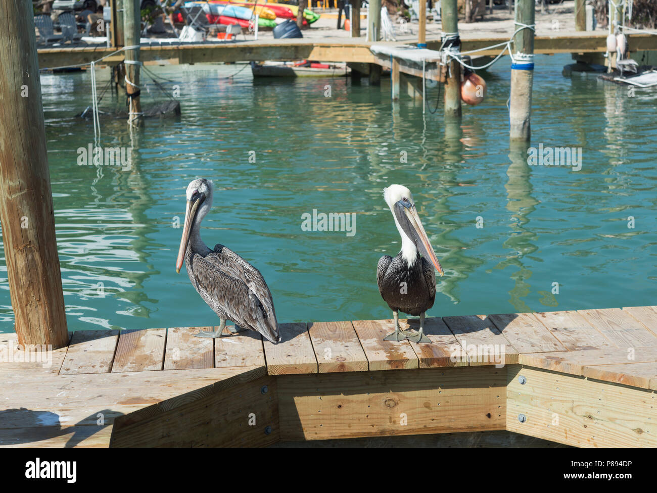 Brown pelicans (Pelecanus occidentalis) on pier in Islamorada (Florida ...