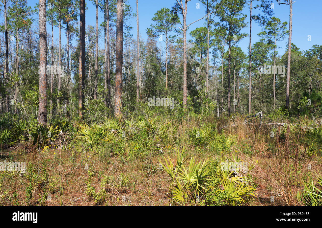Pinewood florida hi-res stock photography and images - Alamy