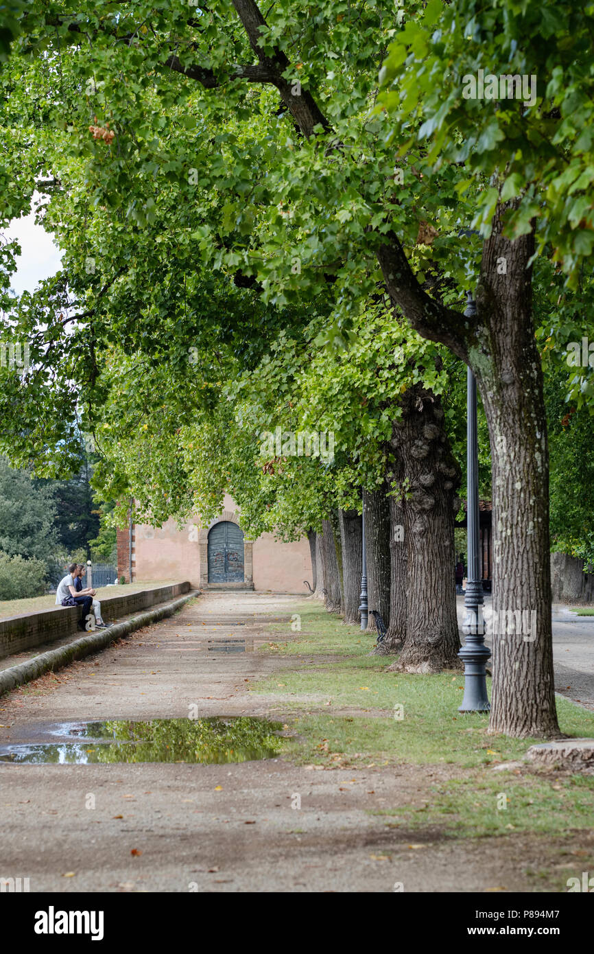 Avenue of trees on top of the ancient city wall of Lucca, Lucca ...