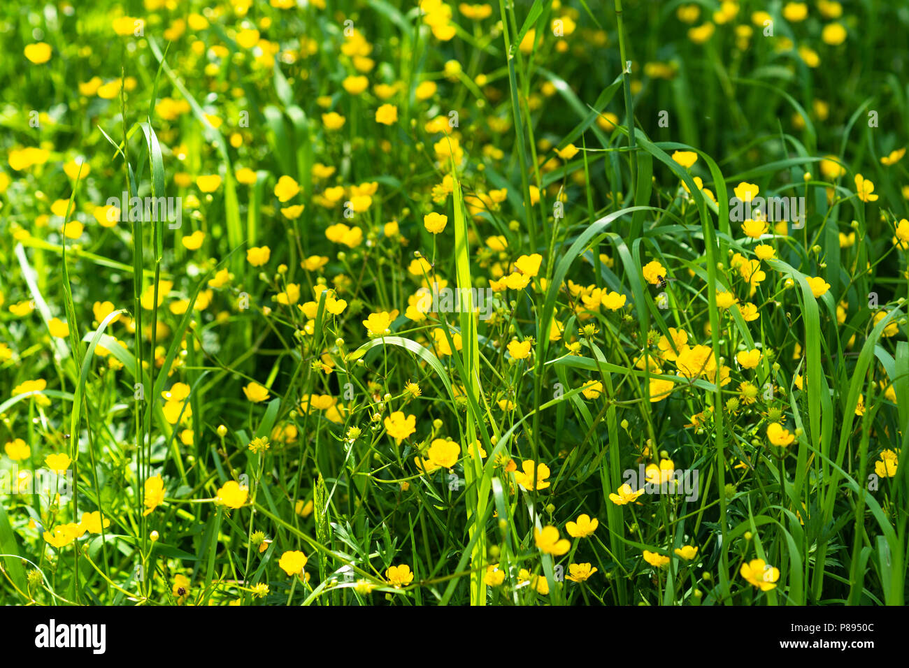 Ranunculus acris garden hi-res stock photography and images - Alamy