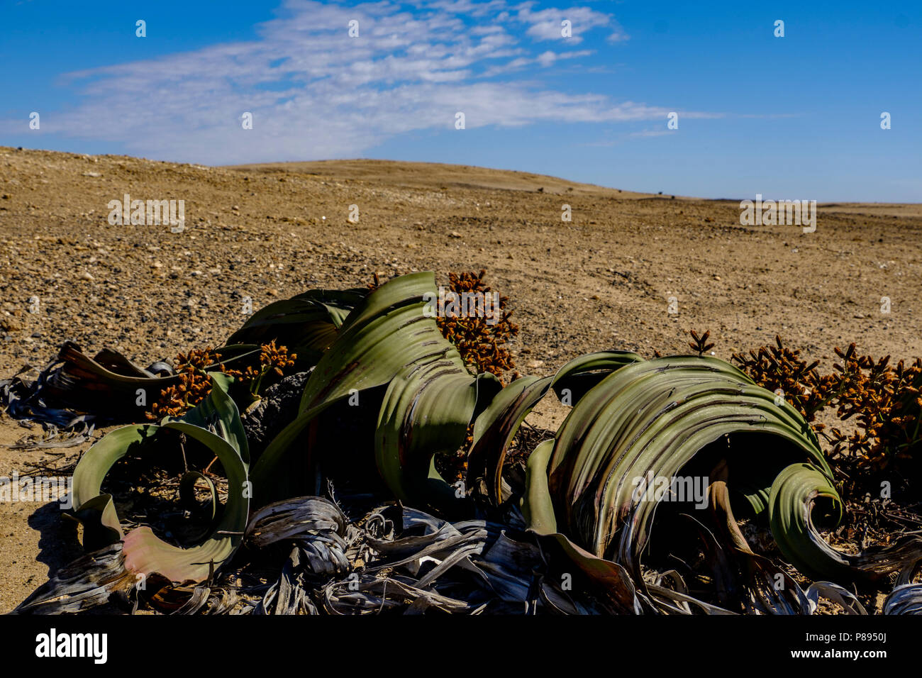 Close up of a male Welwitschia Mirabilis plant, native to Namibia and ...