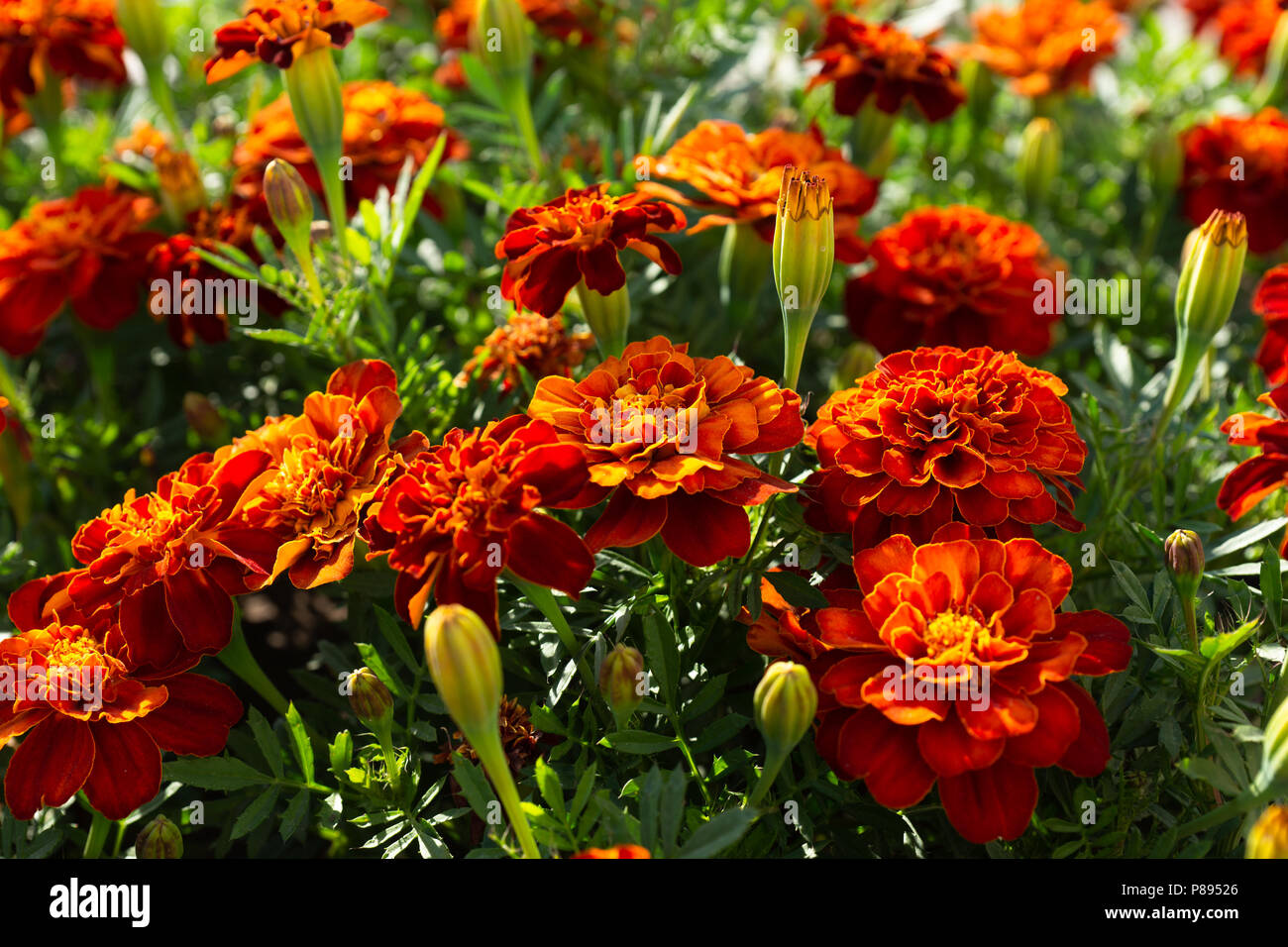Red Marigold