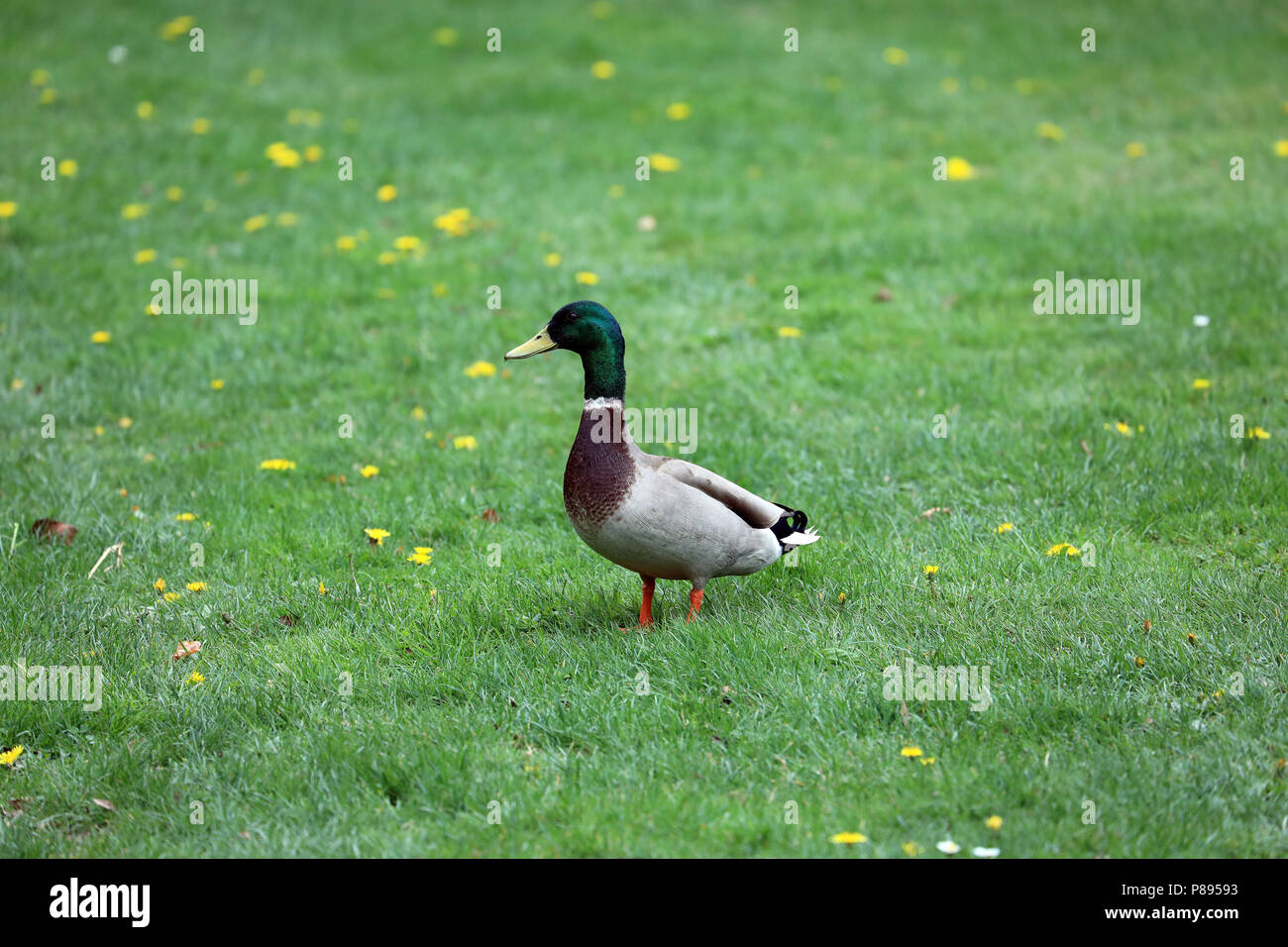 Beautiful Male Duck in a Meadow With Yellow Buttercups Stock Photo - Alamy