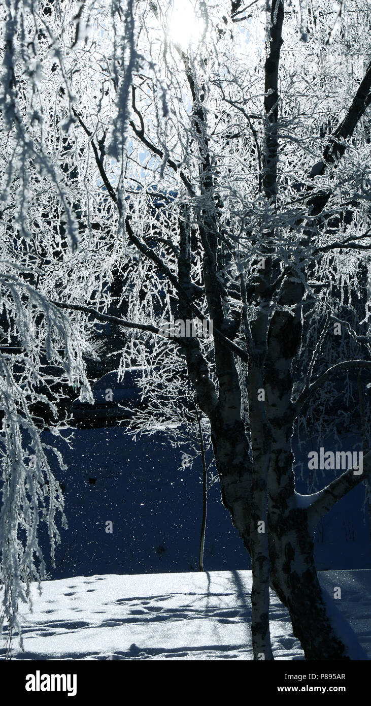 frozen trees winter wonderland Stock Photo - Alamy
