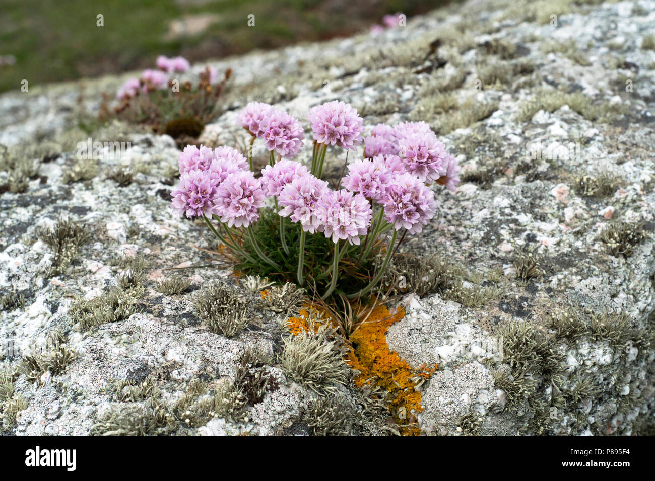 Pink lichen hi-res stock photography and images - Alamy