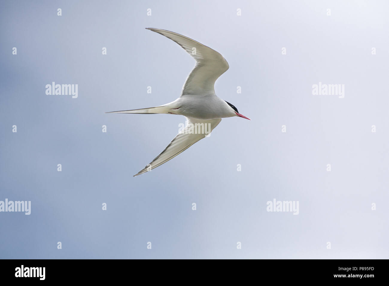 Sterna paradisaea sternidae hi-res stock photography and images - Alamy