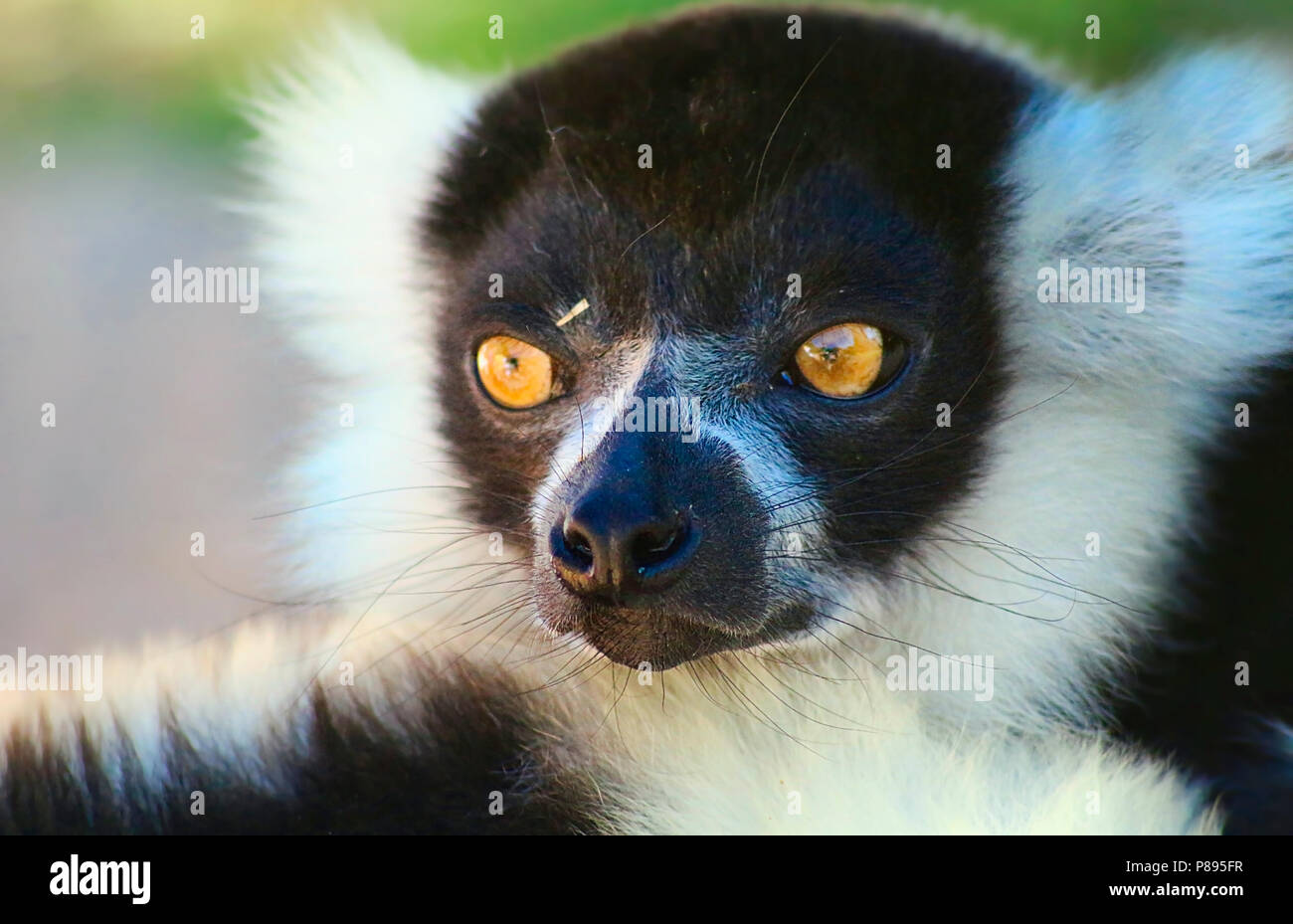Face of lemur. Portrait Stock Photo - Alamy