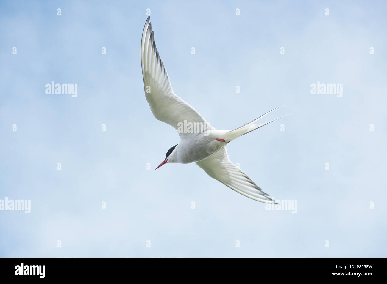 Arctic tern (Sterna paradisaea) in flight Stock Photo - Alamy