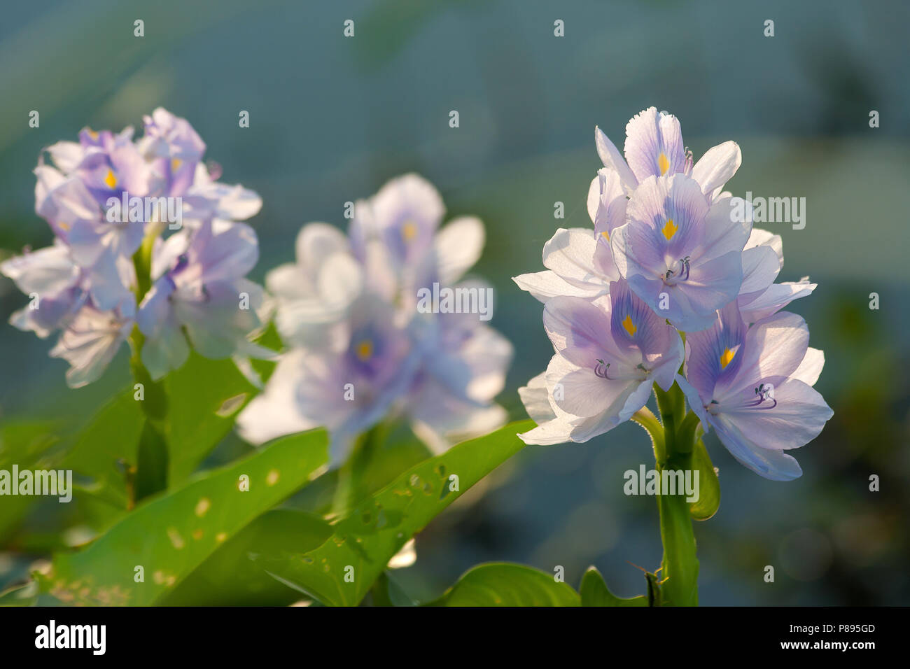 Water hyacinth flower hi-res stock photography and images - Alamy