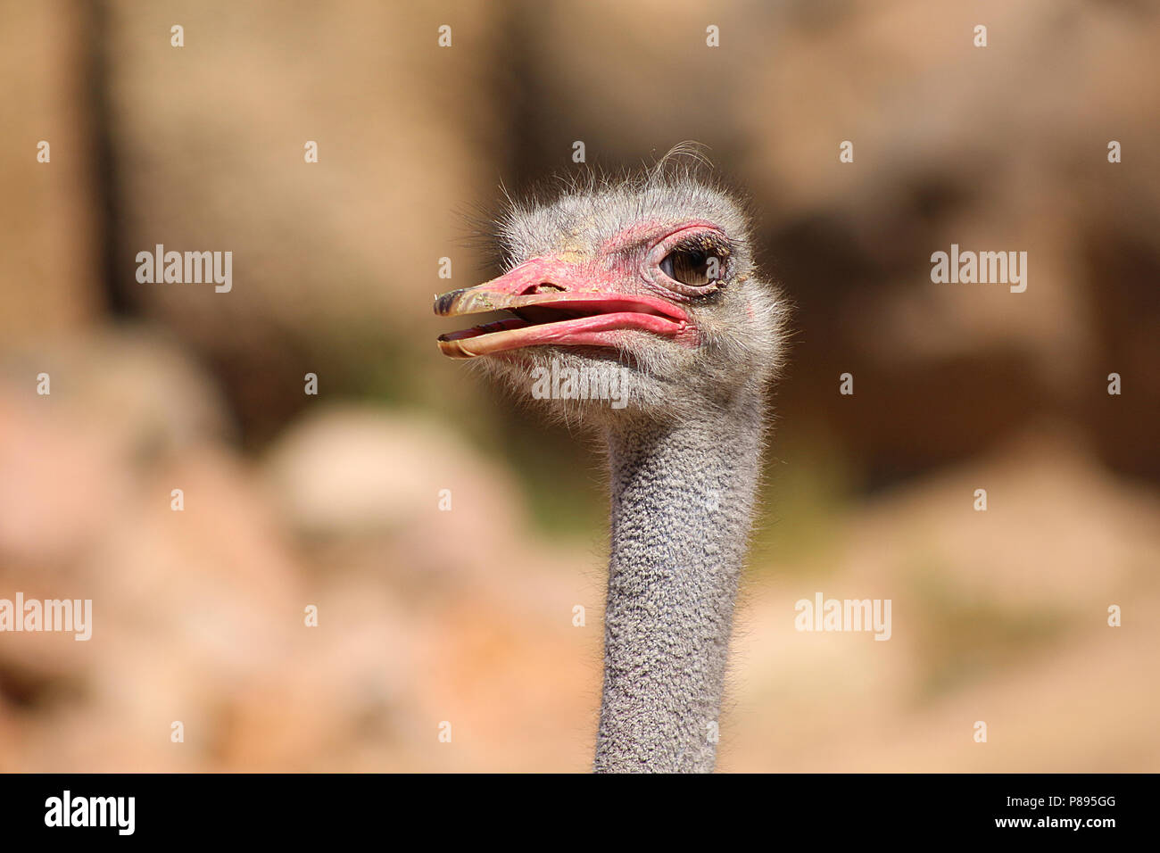 The face of a curious ostrich.Portrait Stock Photo - Alamy