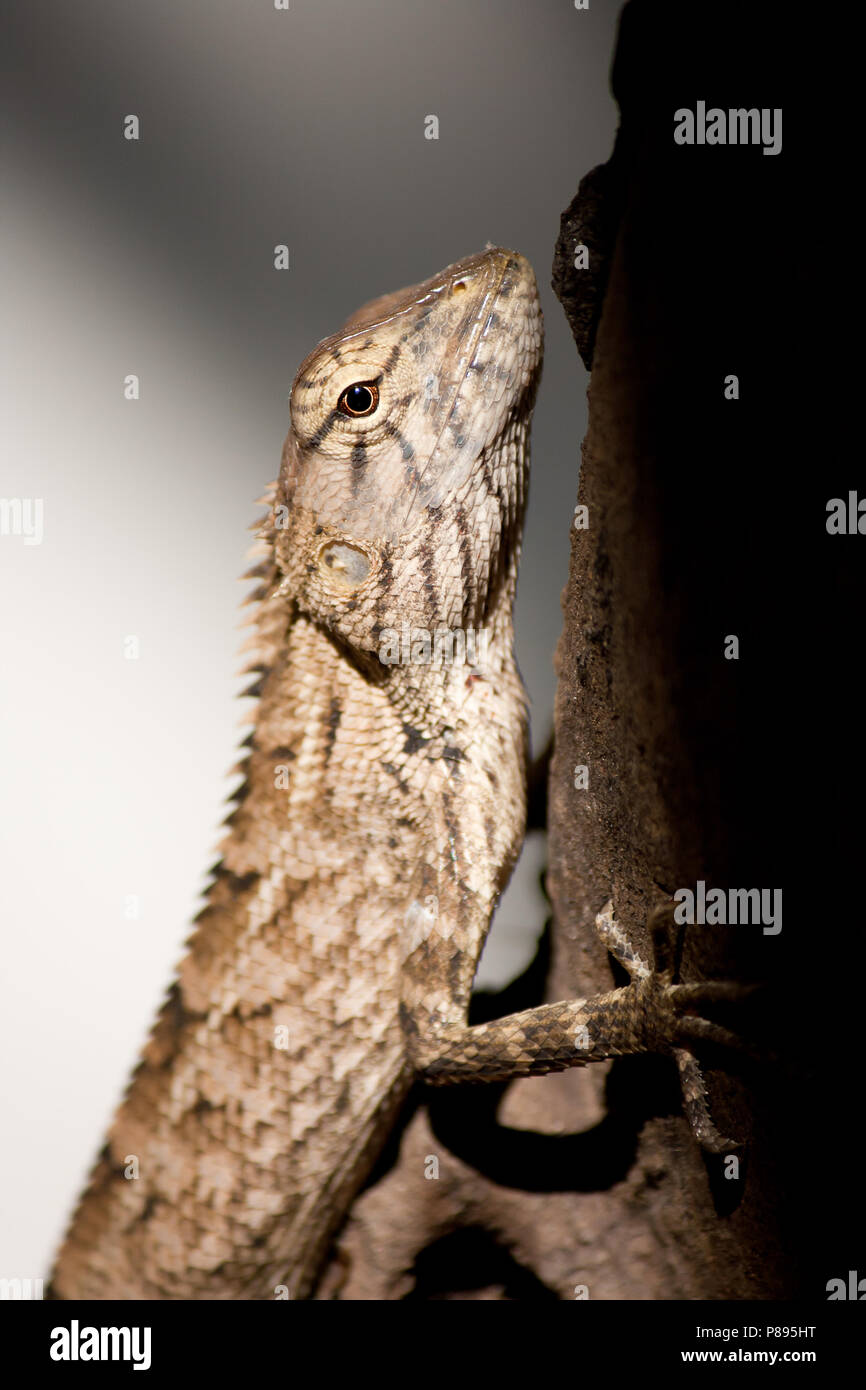 lizards in Asia Live in the tree Stock Photo - Alamy