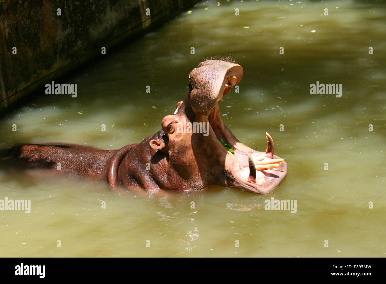 Hippopotamus showing teeth Stock Photo - Alamy