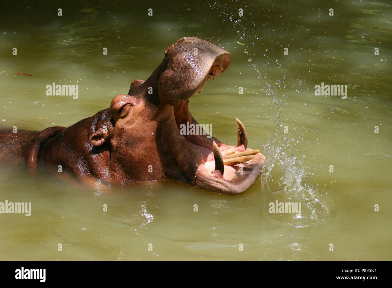 Hippopotamus showing teeth Stock Photo - Alamy