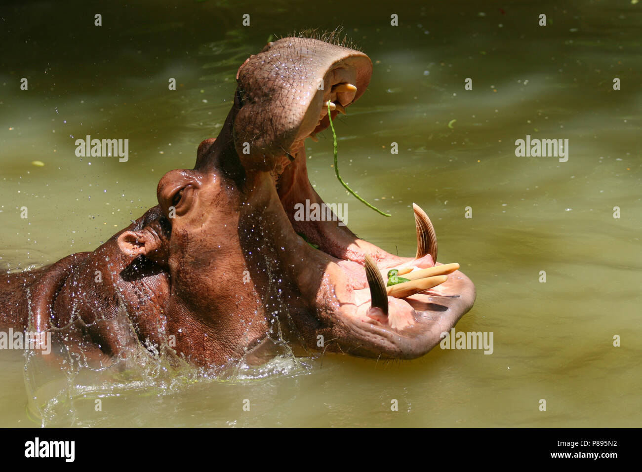 Hippopotamus showing teeth Stock Photo - Alamy