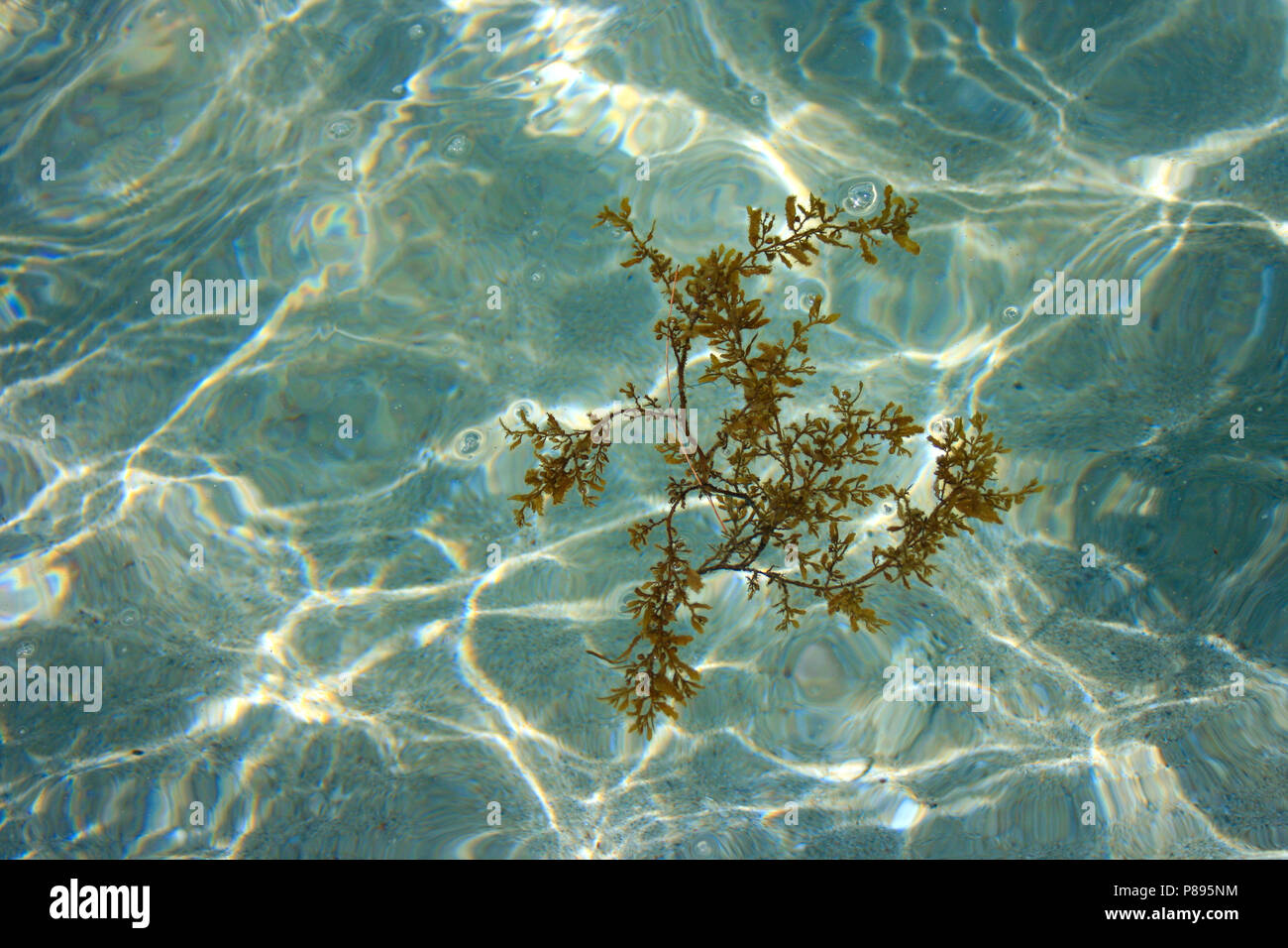 A Algae in the sea Stock Photo - Alamy