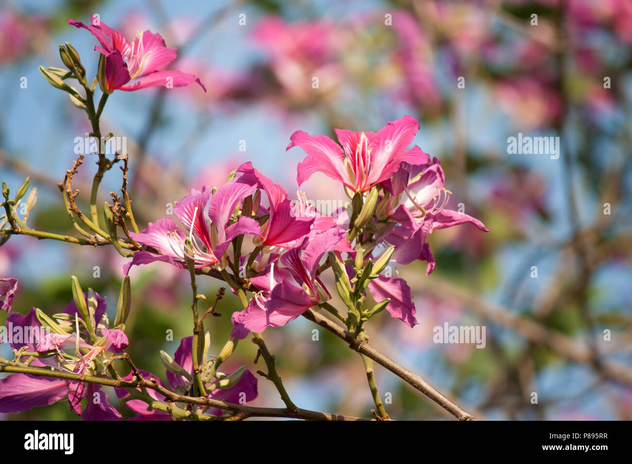Butterfly Tree, Orchid Tree, Purple Bauhinia with blue sky Stock Photo ...