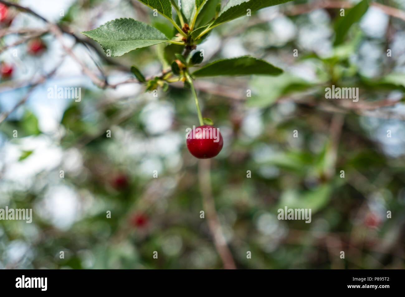 June berry tree hi-res stock photography and images - Alamy