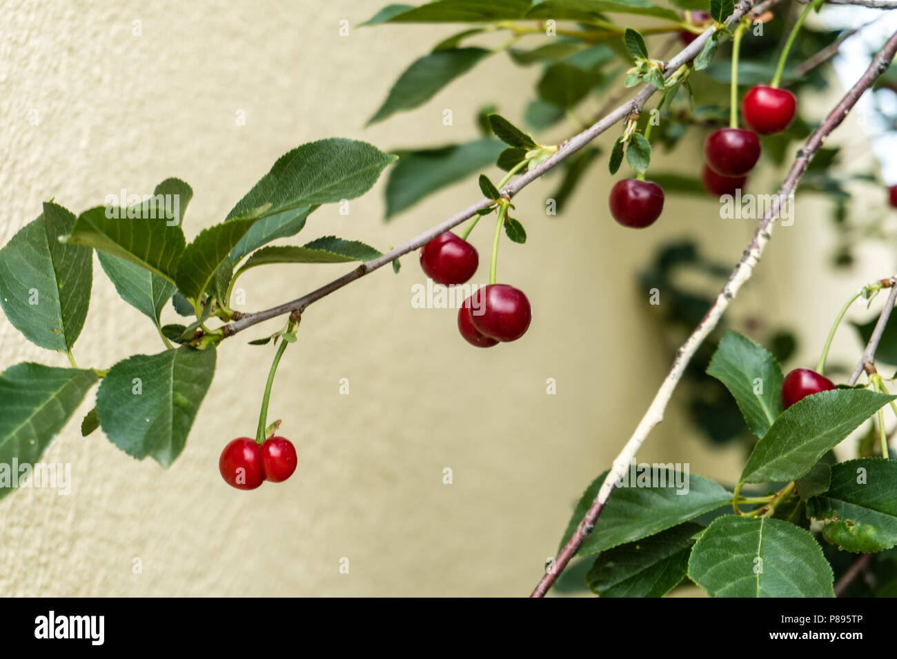 June berry tree hi-res stock photography and images - Alamy