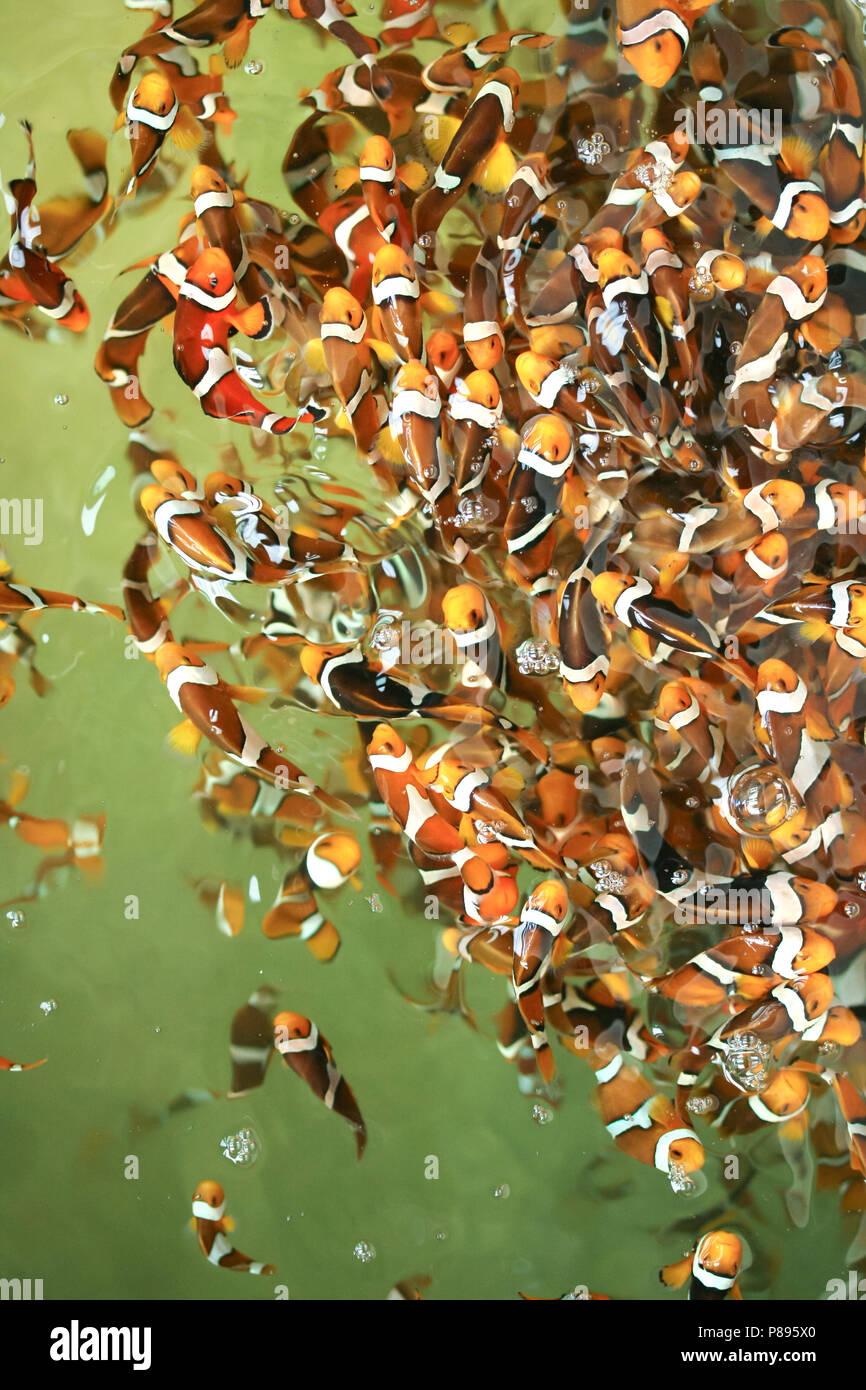 Finding nemo anemone hi-res stock photography and images - Alamy