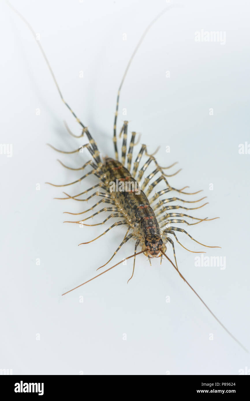 House centipede hi-res stock photography and images - Alamy