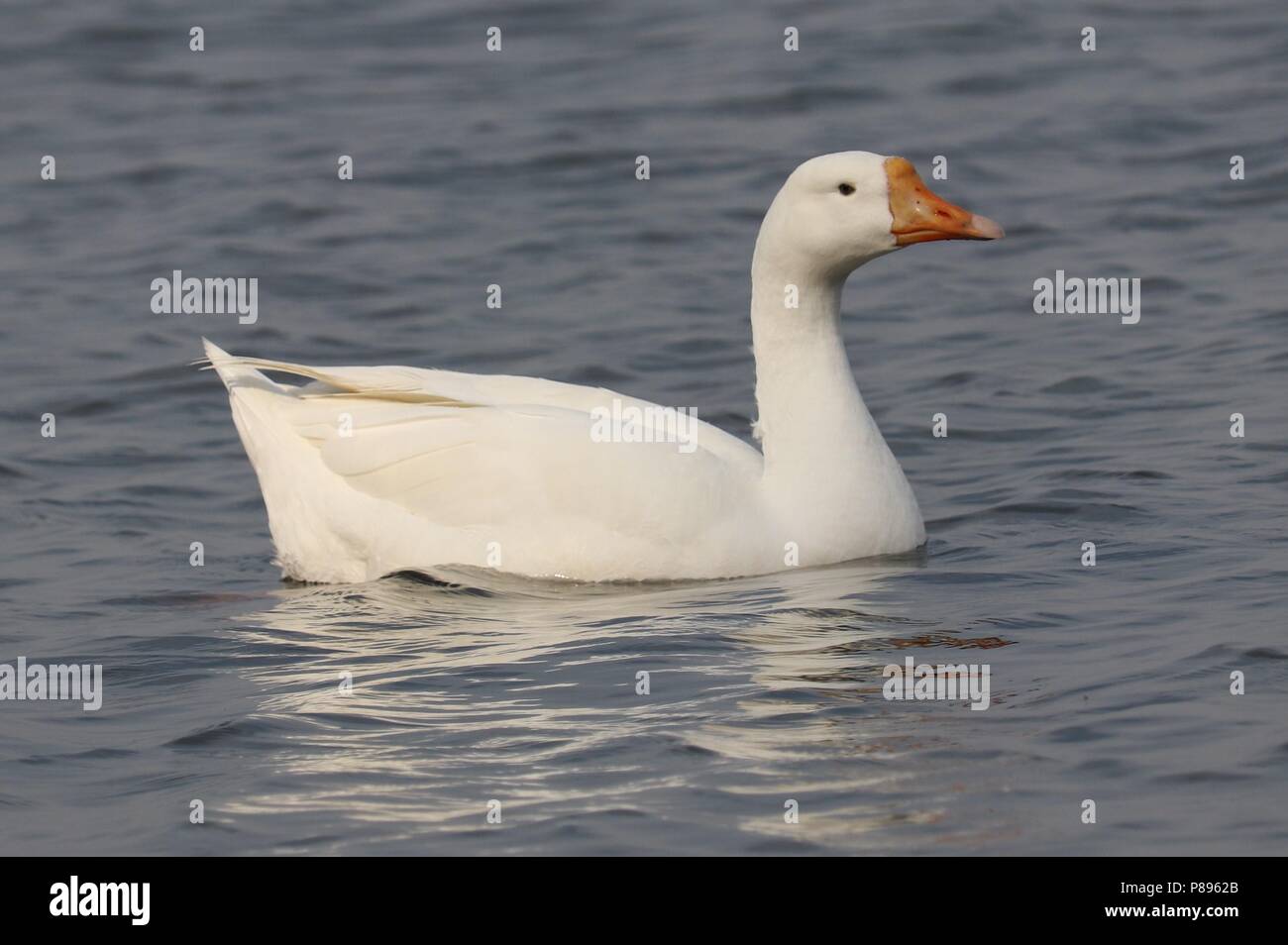 Goose Floating in the Water Stock Photo - Alamy