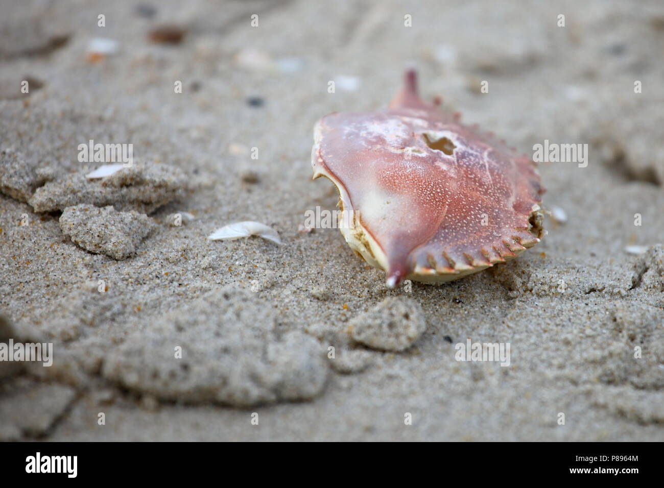 Crab Shell in Sand Stock Photo - Alamy