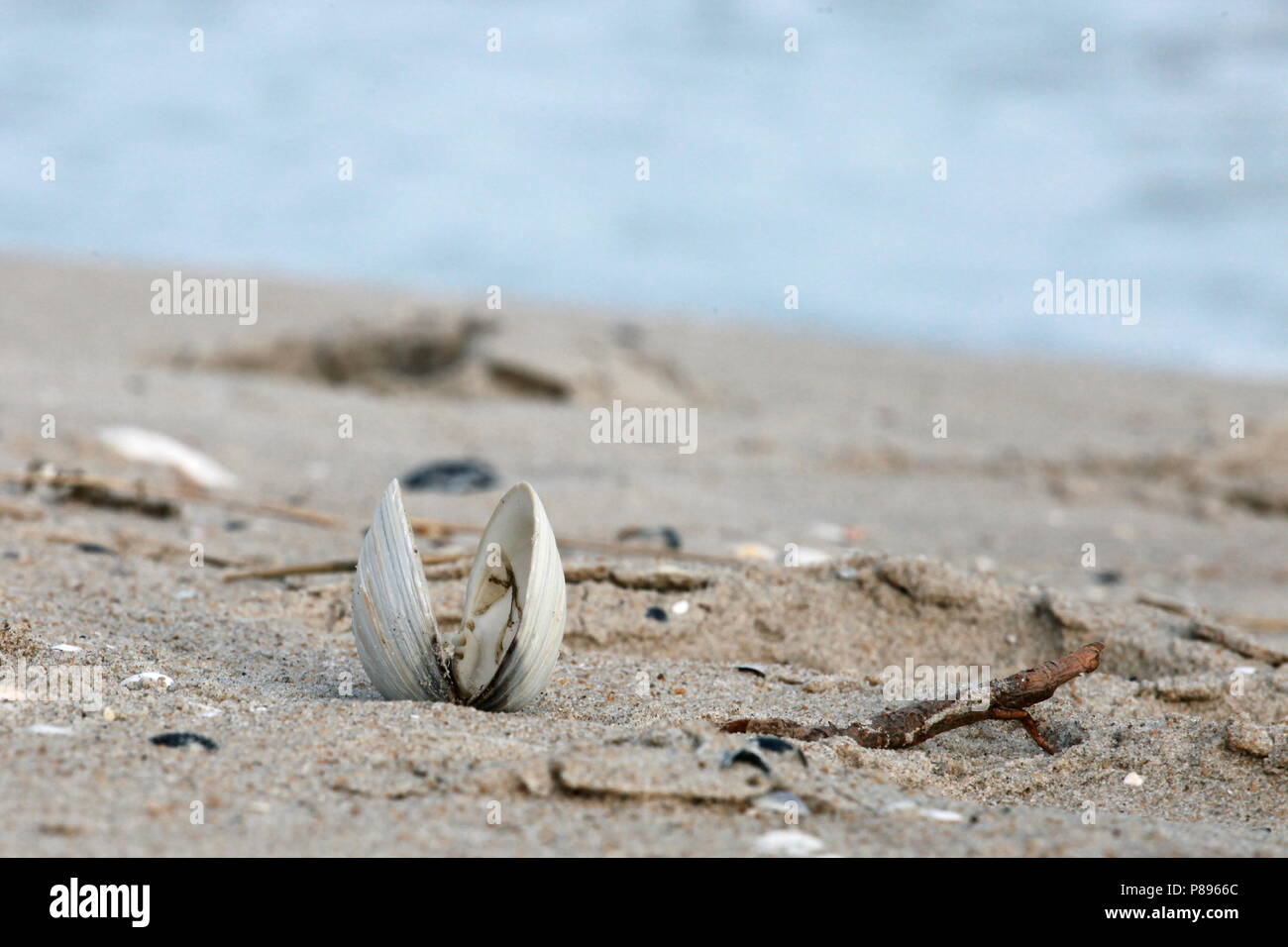 Beach Clam Shell Stock Photo - Alamy