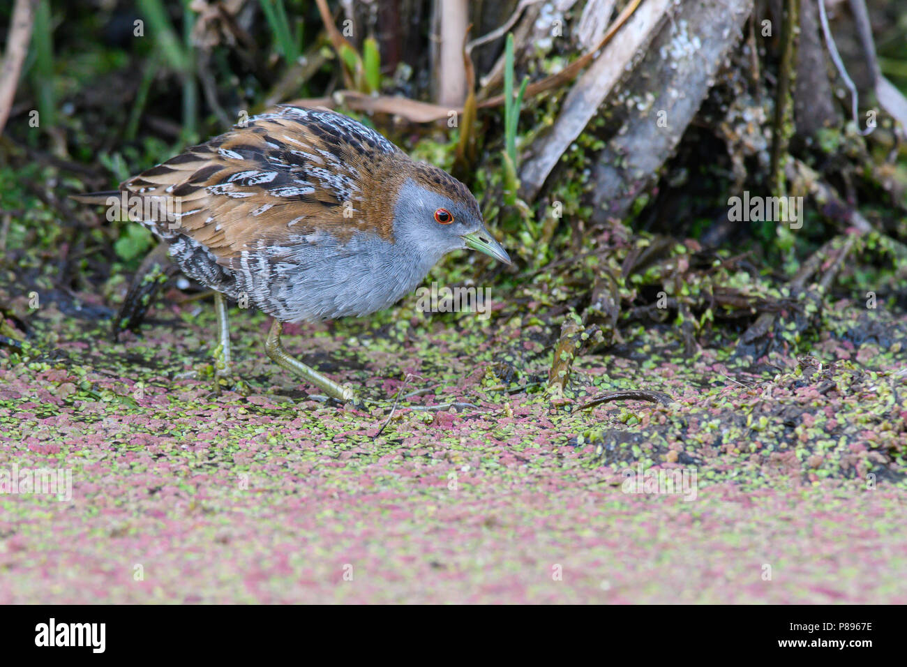 Australian crake hi-res stock photography and images - Alamy