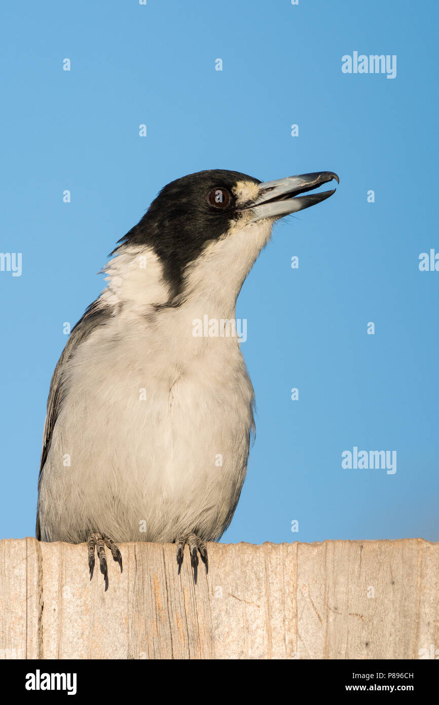 Butcherbird hi-res stock photography and images - Alamy