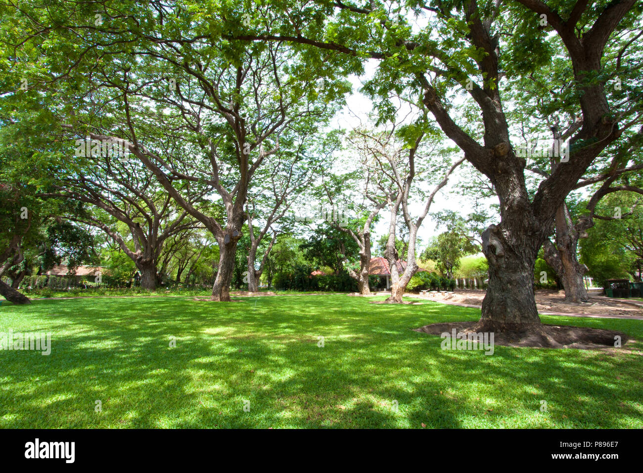 Shade from big tree Stock Photo - Alamy