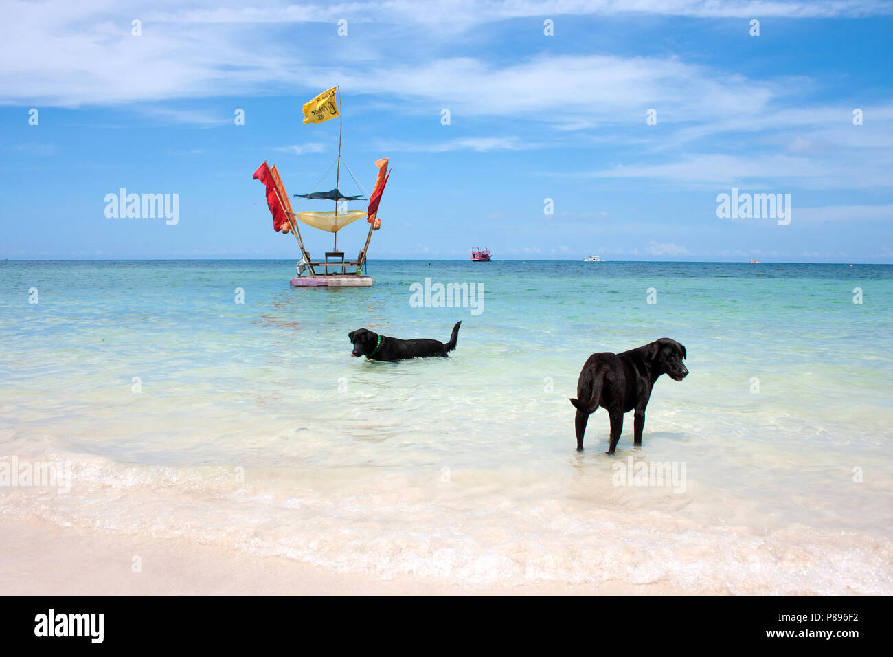 dog labrador in the sea Stock Photo - Alamy