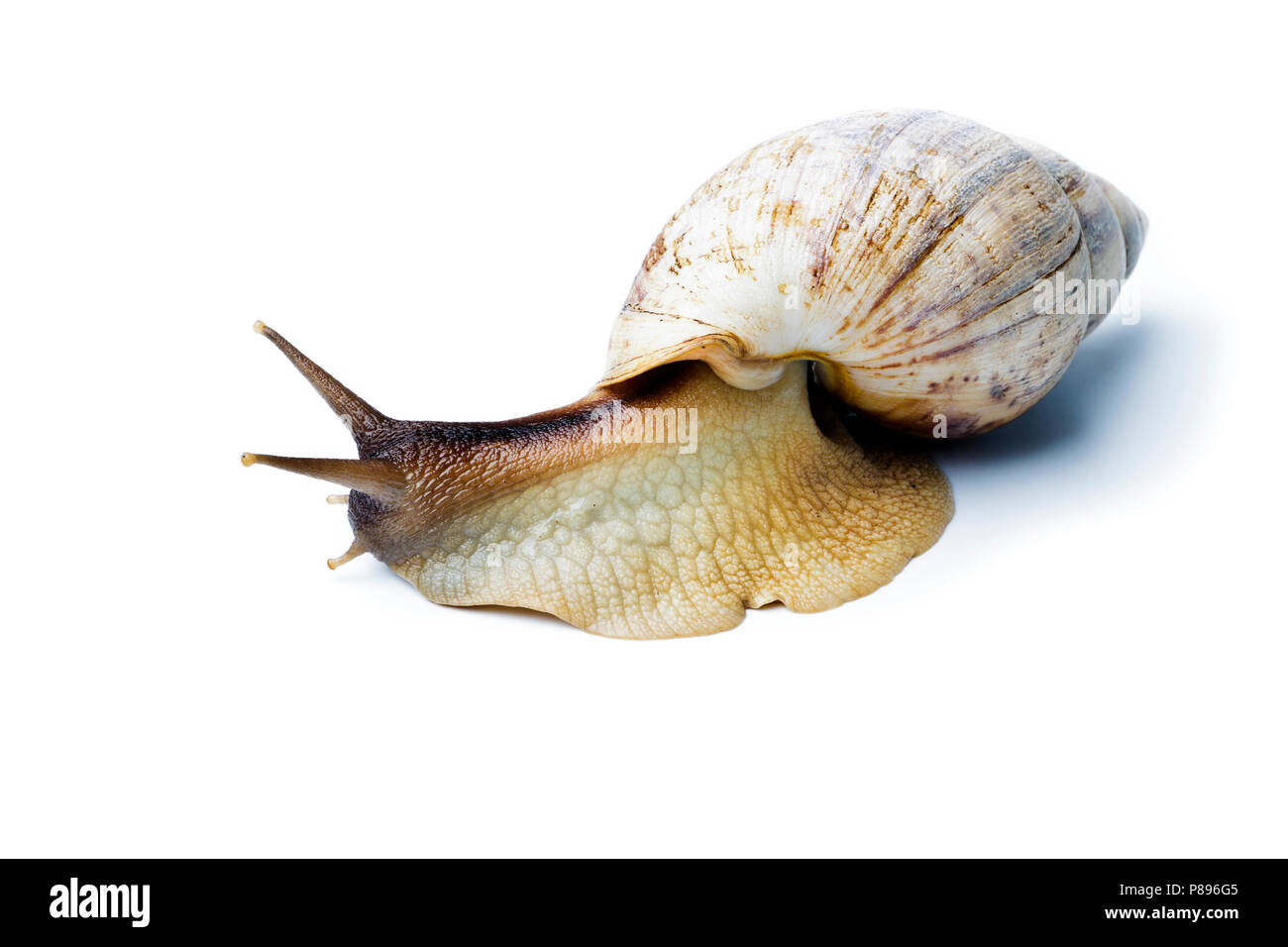 Giant African Snail Isolated On White Background Achatina Fulica Stock