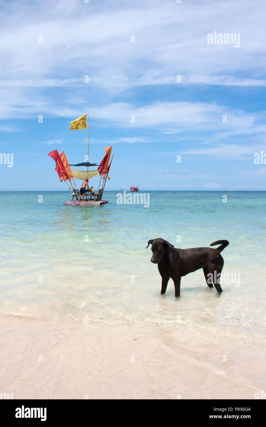 dog labrador in the sea Stock Photo - Alamy