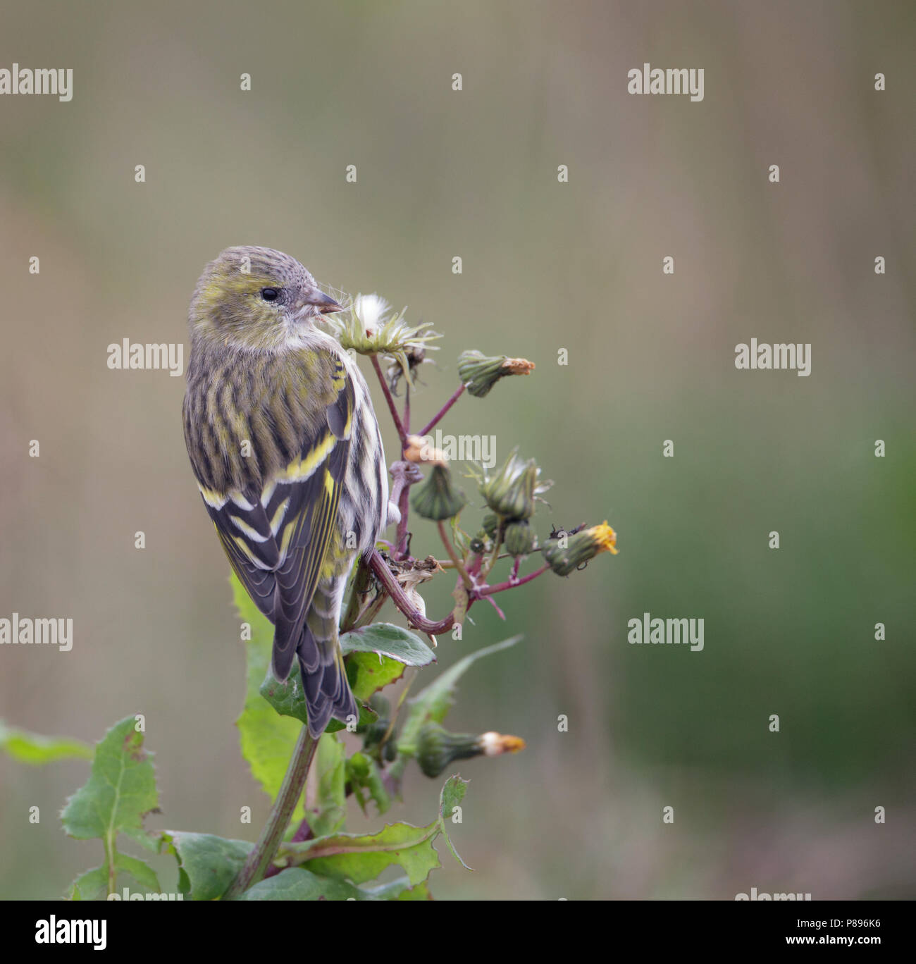 Sijsje hi-res stock photography and images - Alamy
