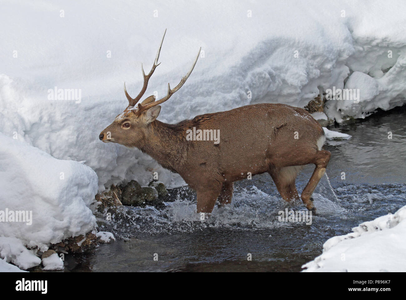 Deer in river hi-res stock photography and images - Alamy