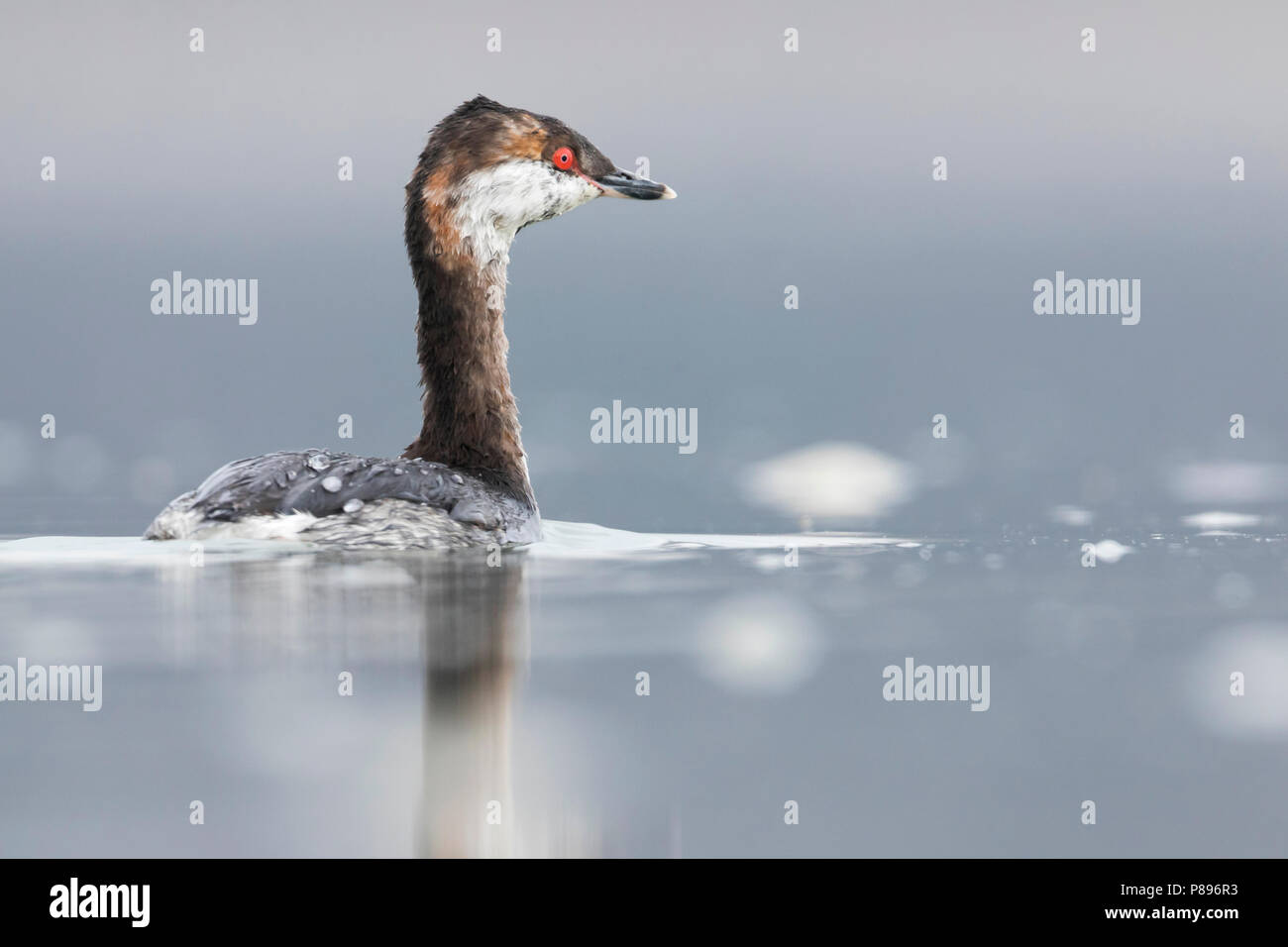 Slavonian grebe winter hi-res stock photography and images - Alamy