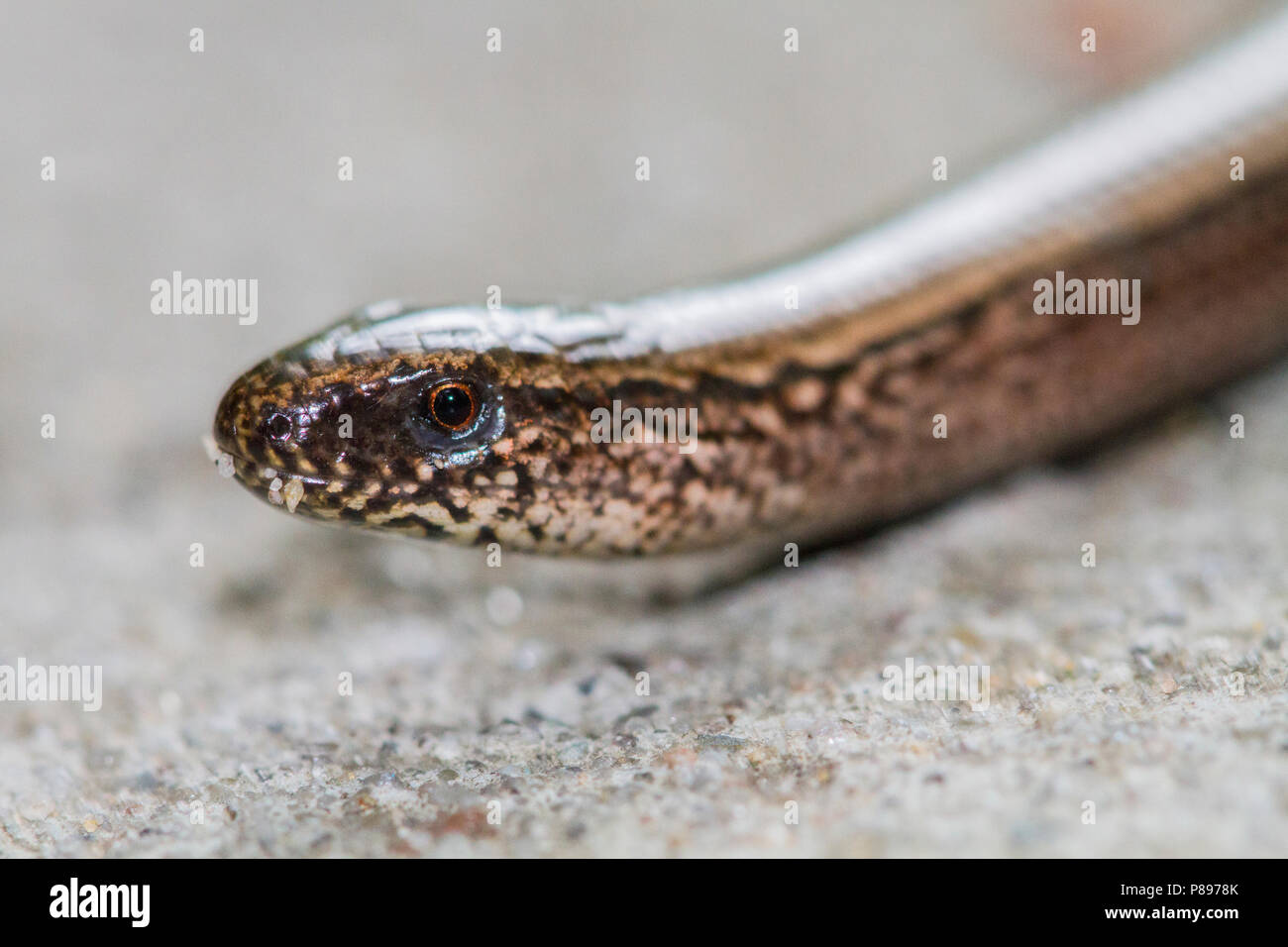 Hazelworm hi-res stock photography and images - Alamy
