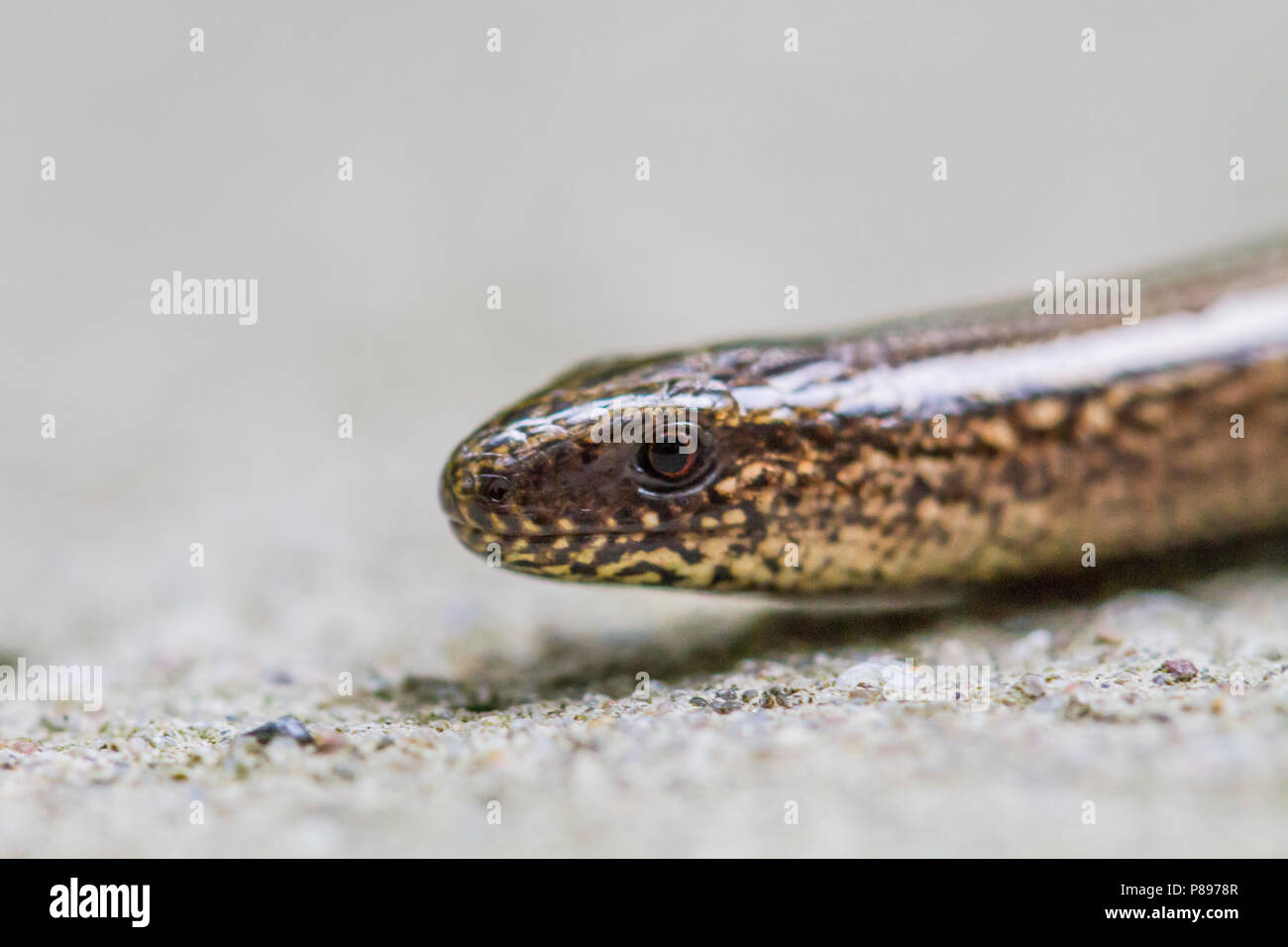 Hazelworm hi-res stock photography and images - Alamy