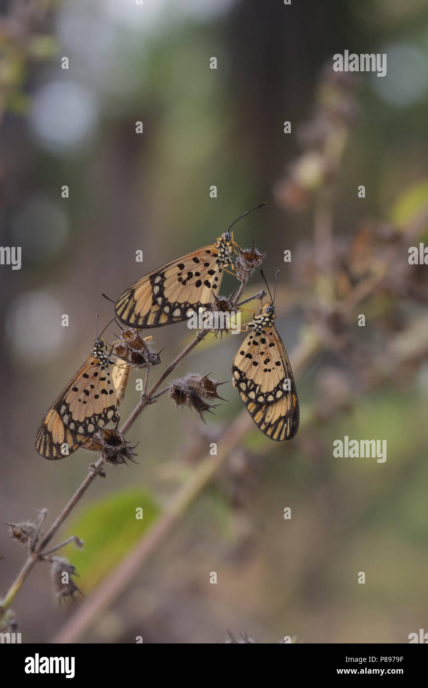 Acraea butterfly nymphalidae hi-res stock photography and images - Alamy