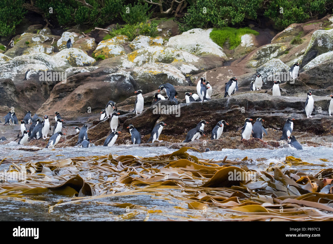 The snares islands hi-res stock photography and images - Alamy