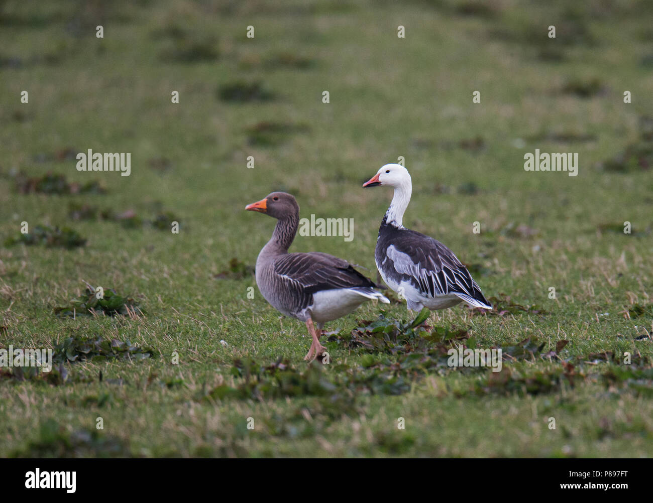 Blue phase Snow Goose (Anser caerulescens), on Evie on the Orkney ...